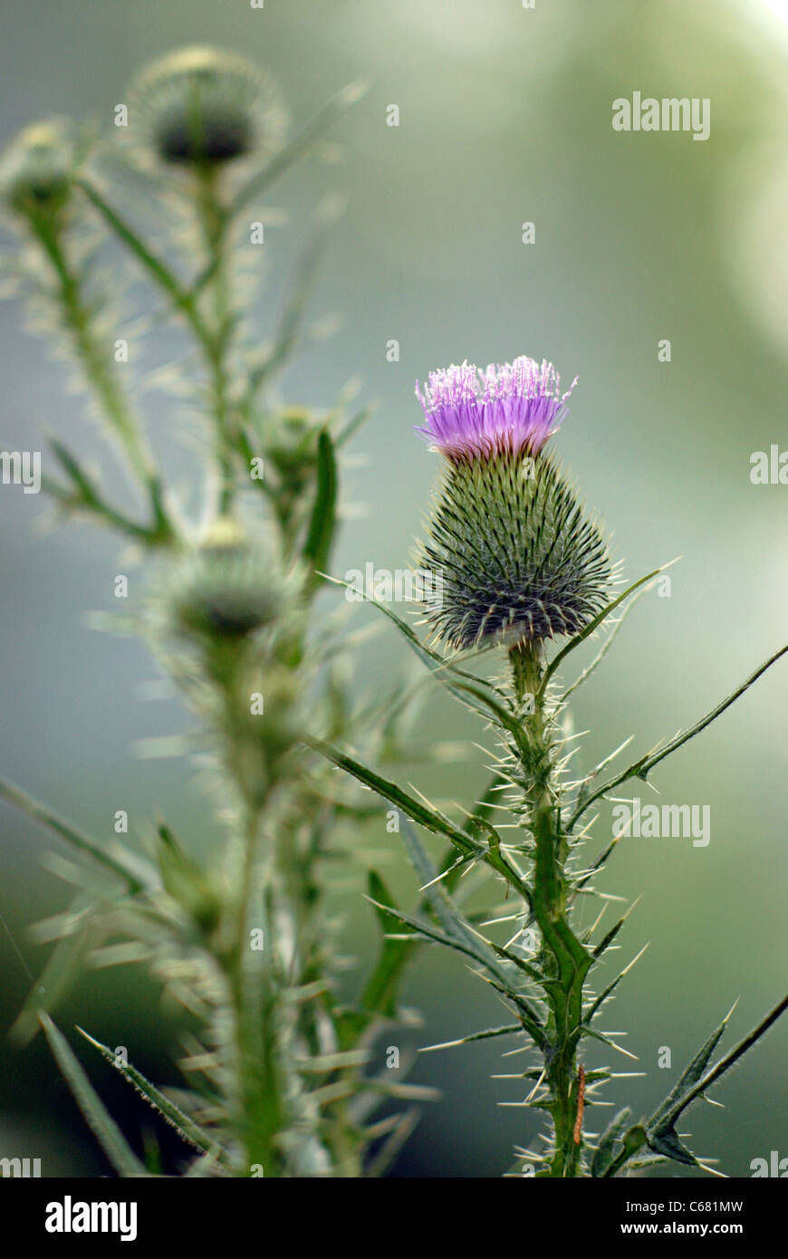 Invasive thistle species hi-res stock photography and images - Alamy