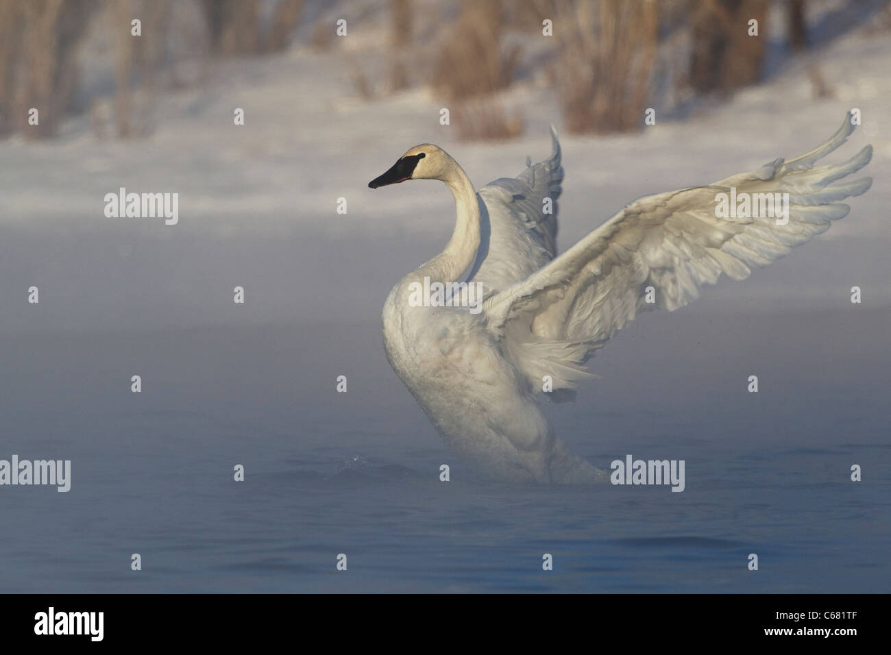 Trumpeter Swan (Cygnus buccinator Stock Photo - Alamy