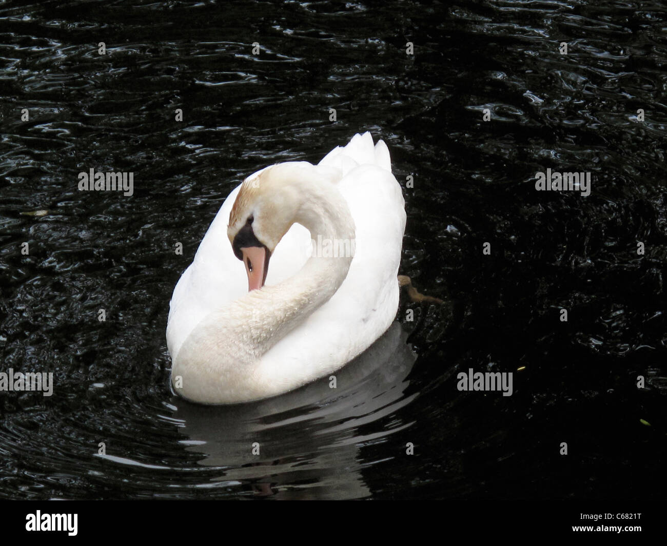 Swan on river, Bad Wurzach, Germany Stock Photo - Alamy
