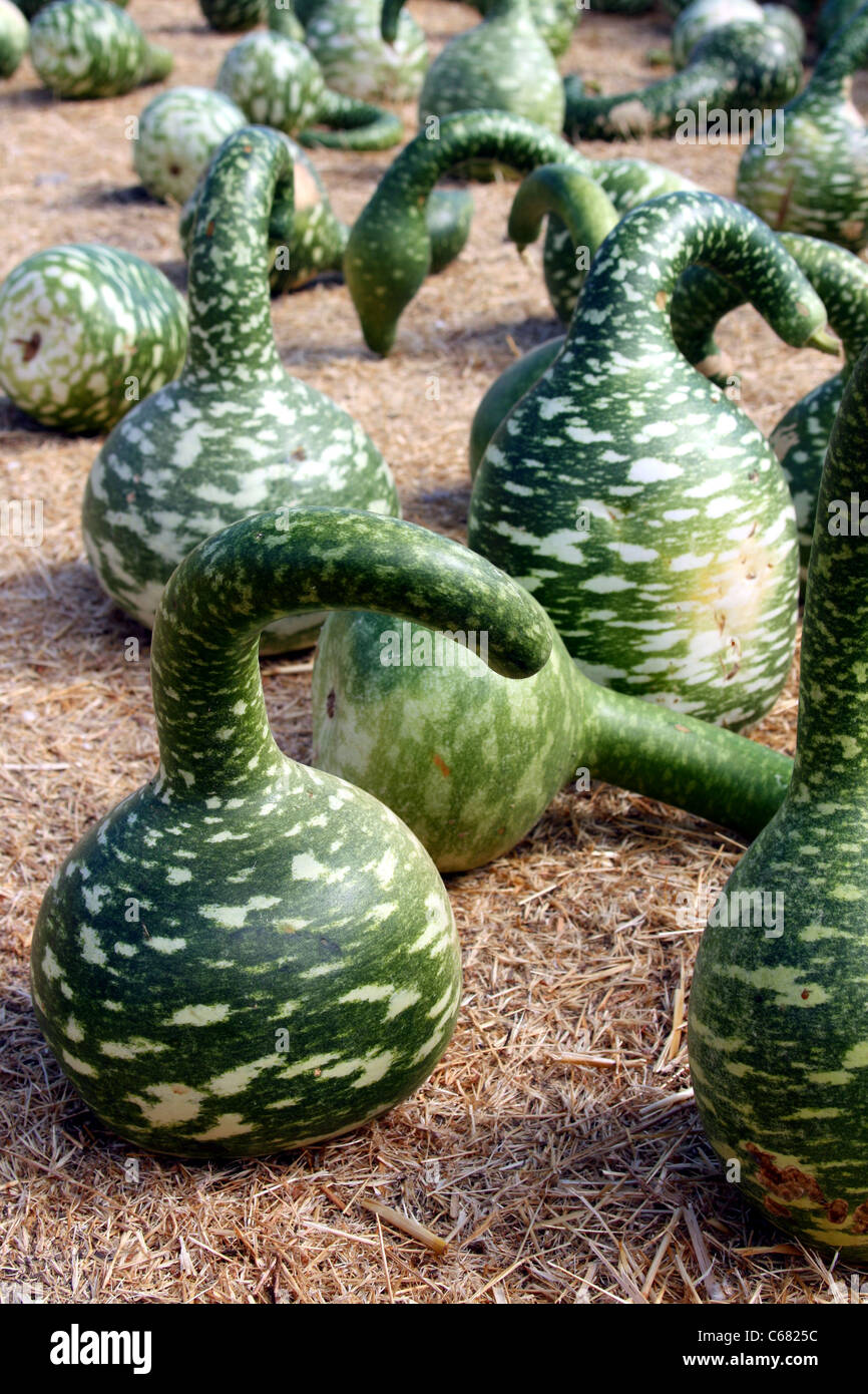 Green gourds in field Stock Photo - Alamy