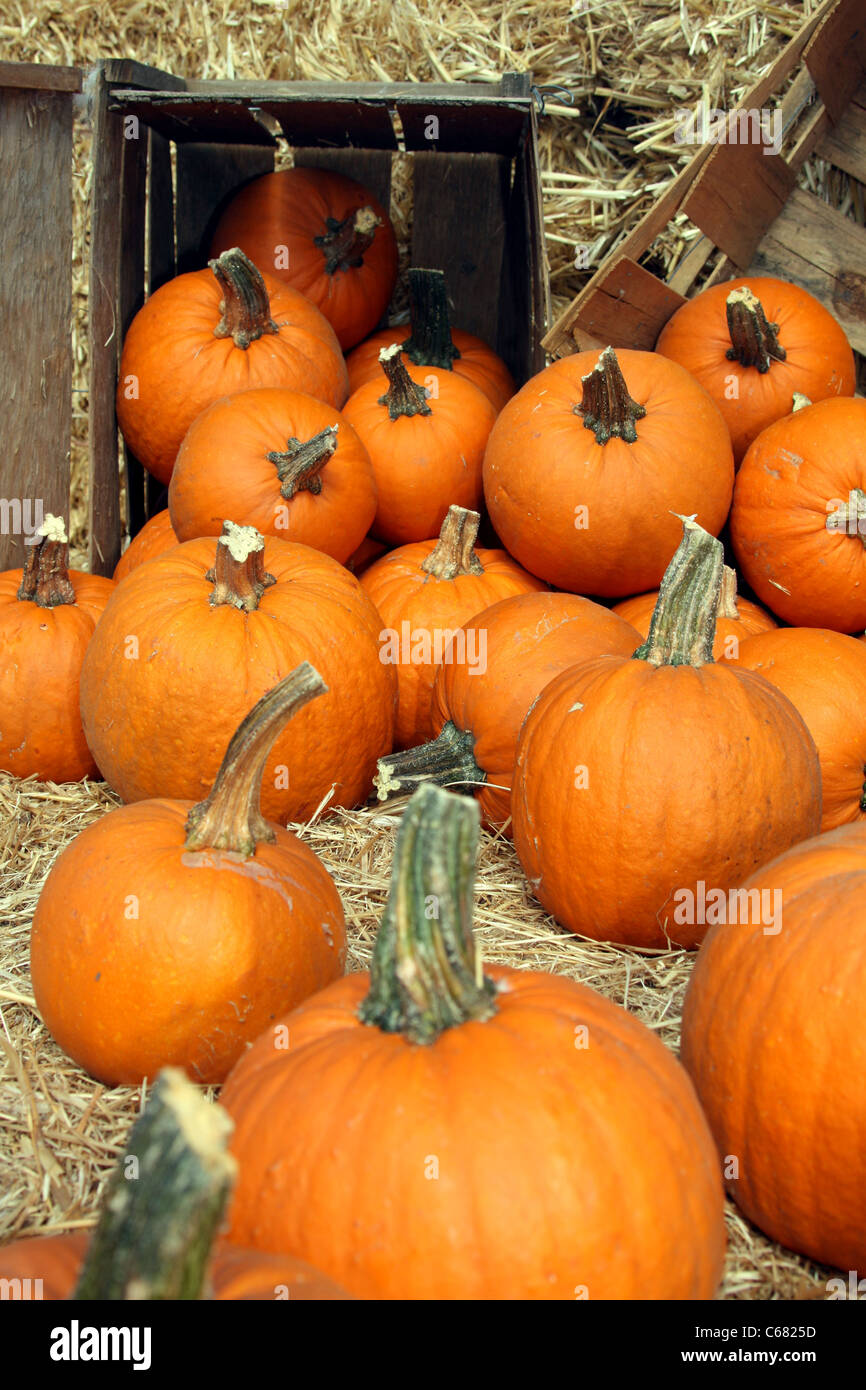 Pumpkins falling out of box Stock Photo - Alamy
