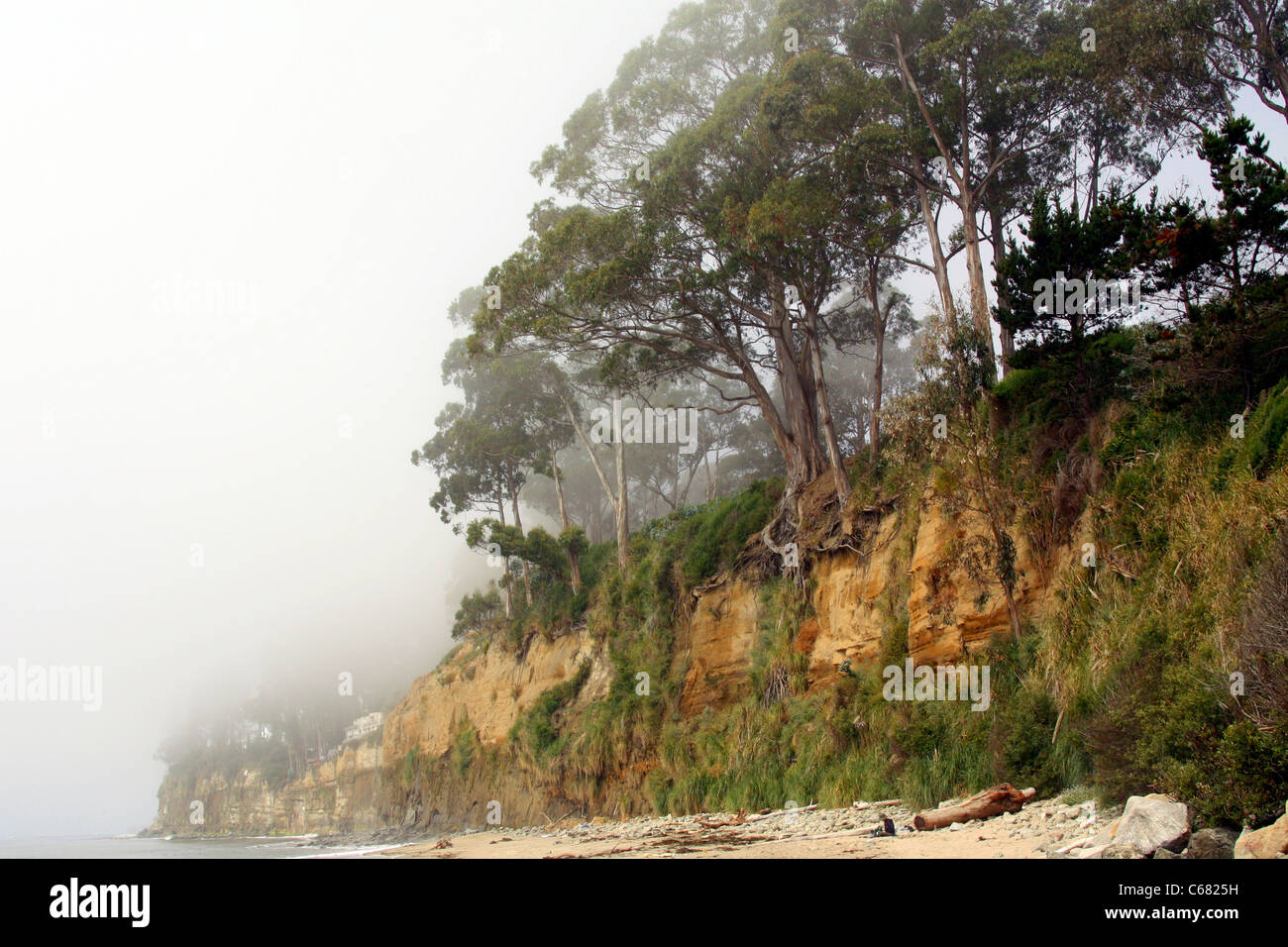 California fog tree hi-res stock photography and images - Alamy