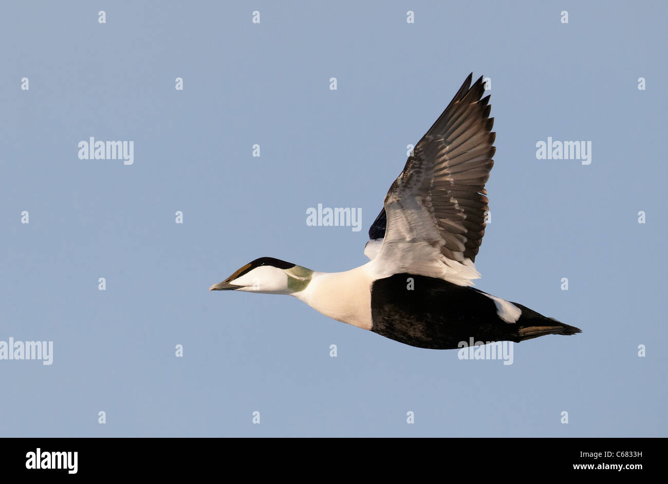 An eider hi-res stock photography and images - Alamy