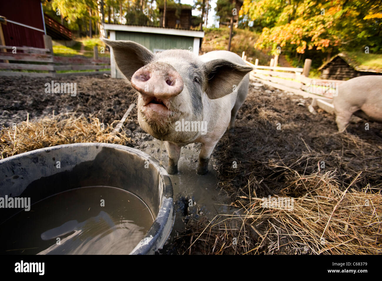 A curious pig at a watering bowl Stock Photo - Alamy