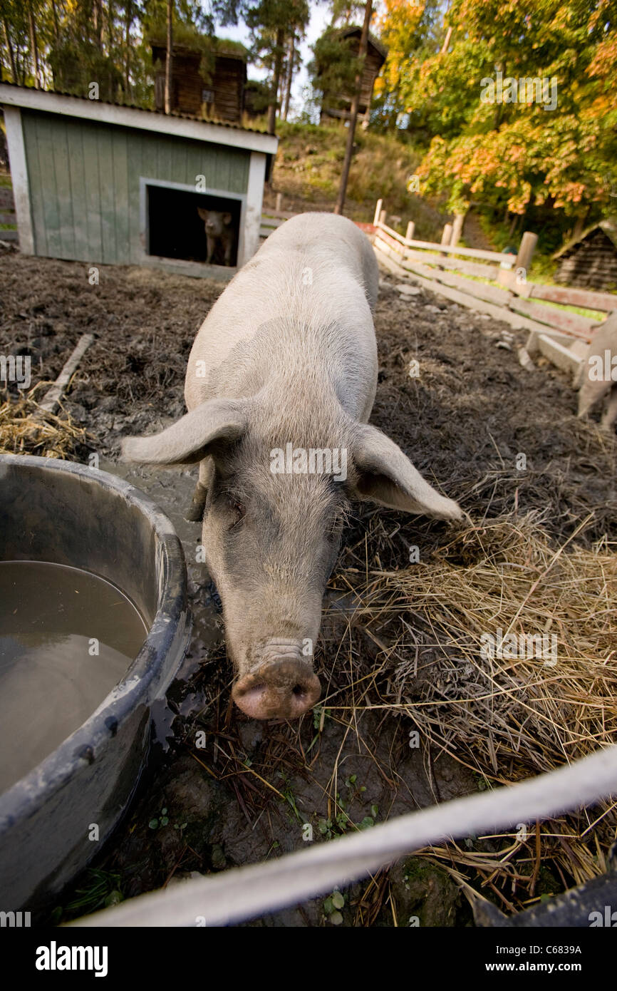 A pig drinking at a watering bowl Stock Photo - Alamy