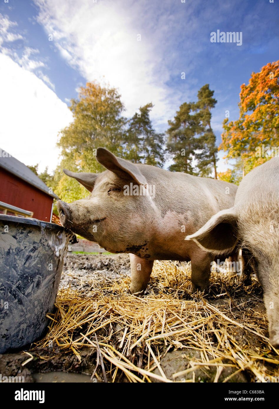 A curious pig at a watering bowl Stock Photo - Alamy