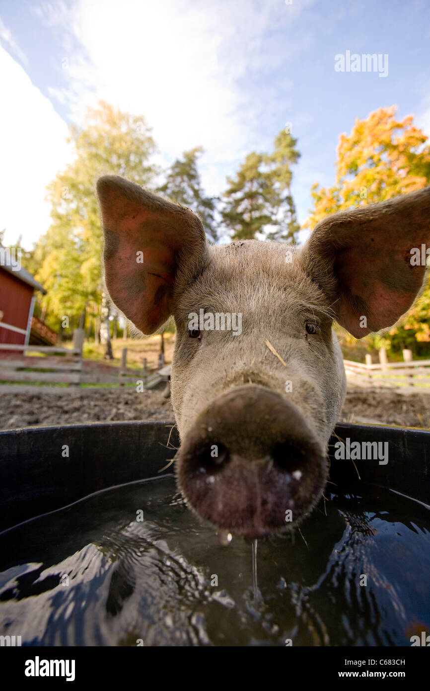 A pig drinking at a watering bowl Stock Photo - Alamy