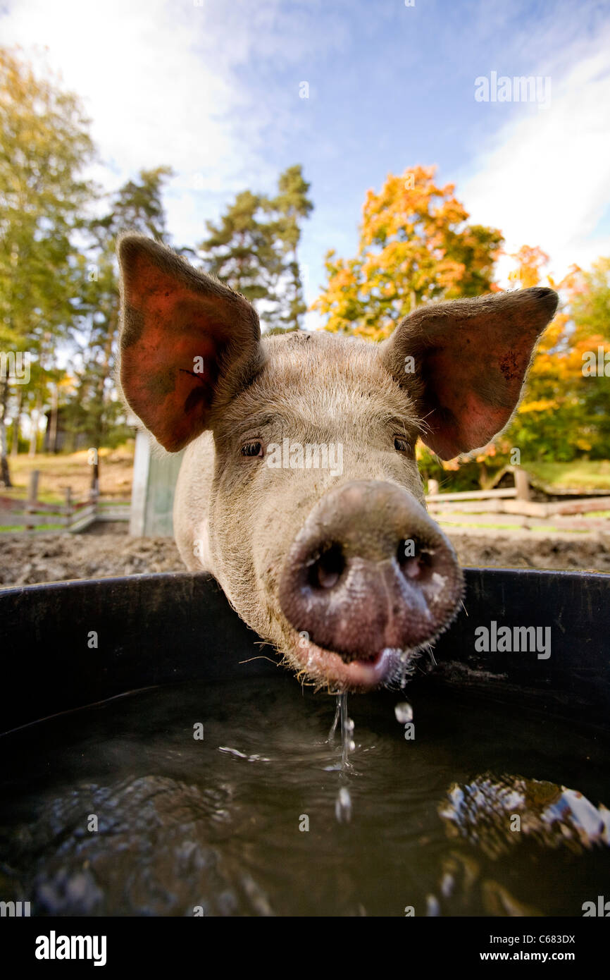 A pig drinking at a watering bowl Stock Photo - Alamy