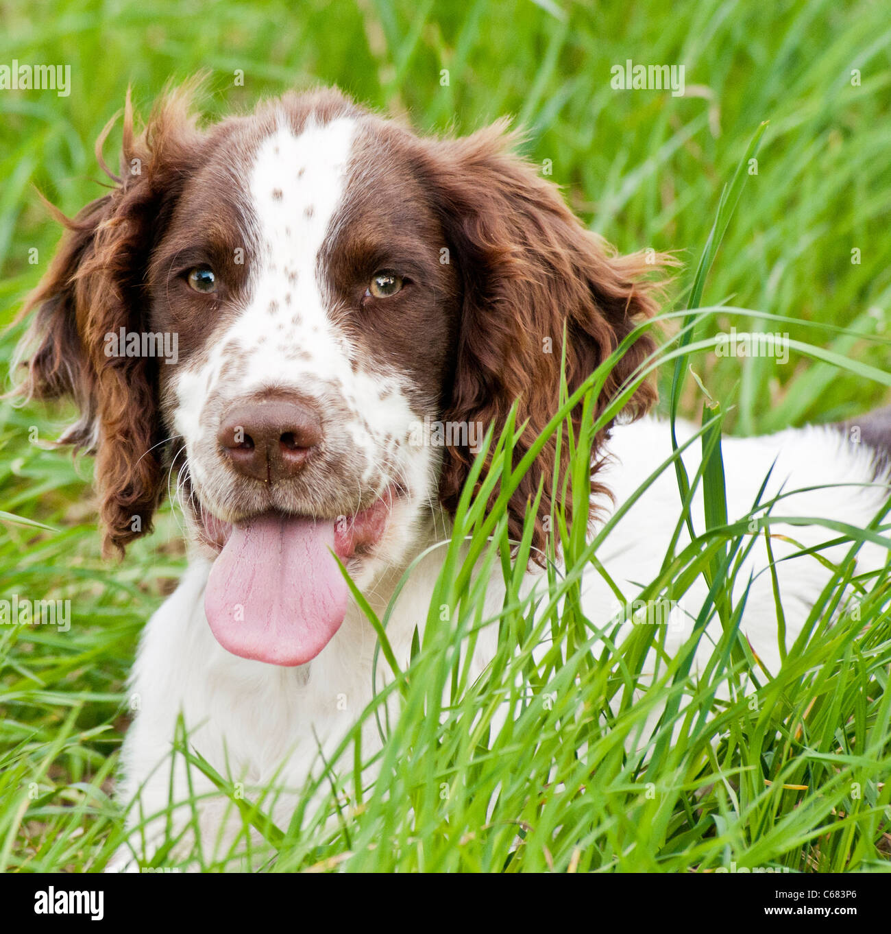English springer spaniel, sixteen week old pups, in grass field Stock ...