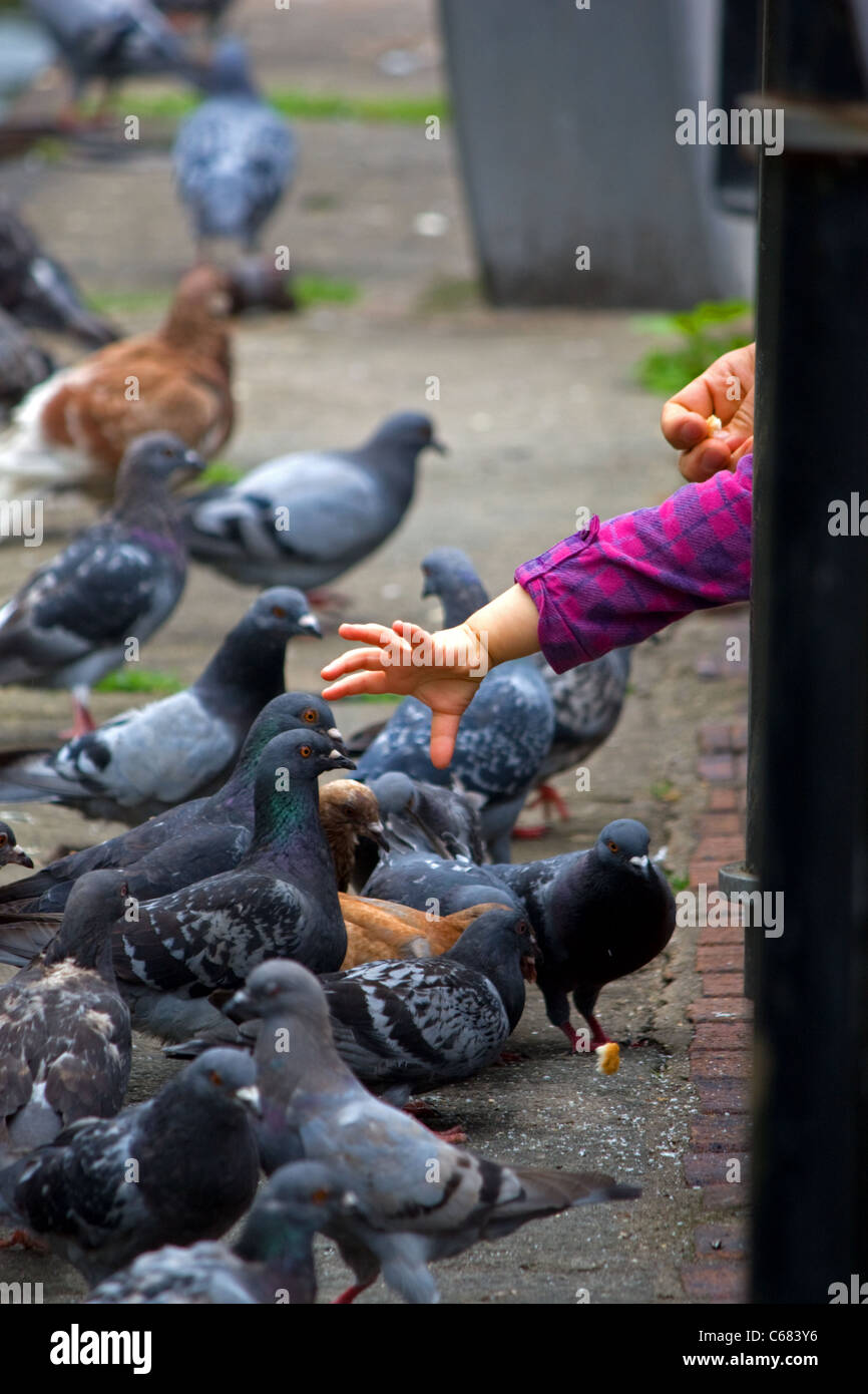 A young child feeding and reaching for a pigeon Stock Photo - Alamy