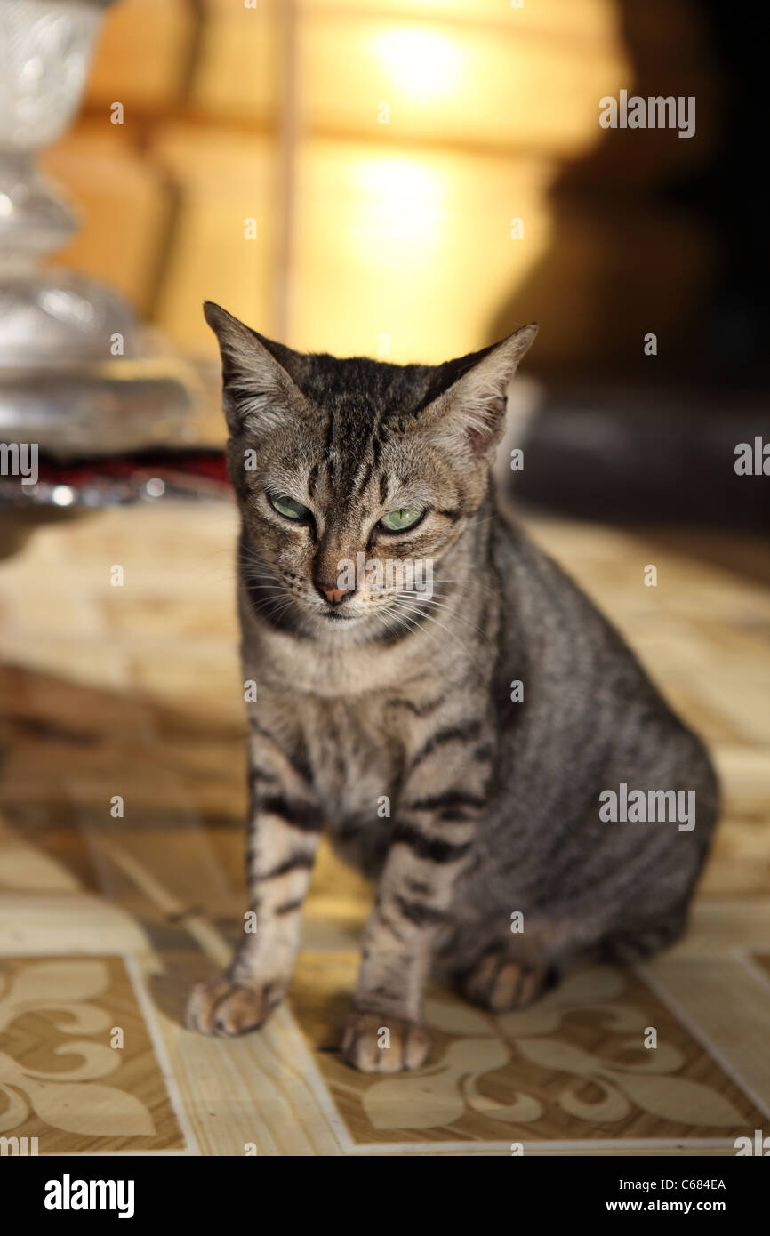 Temple cat at Wat Tham Seua (Tiger Cave) temple Stock Photo - Alamy