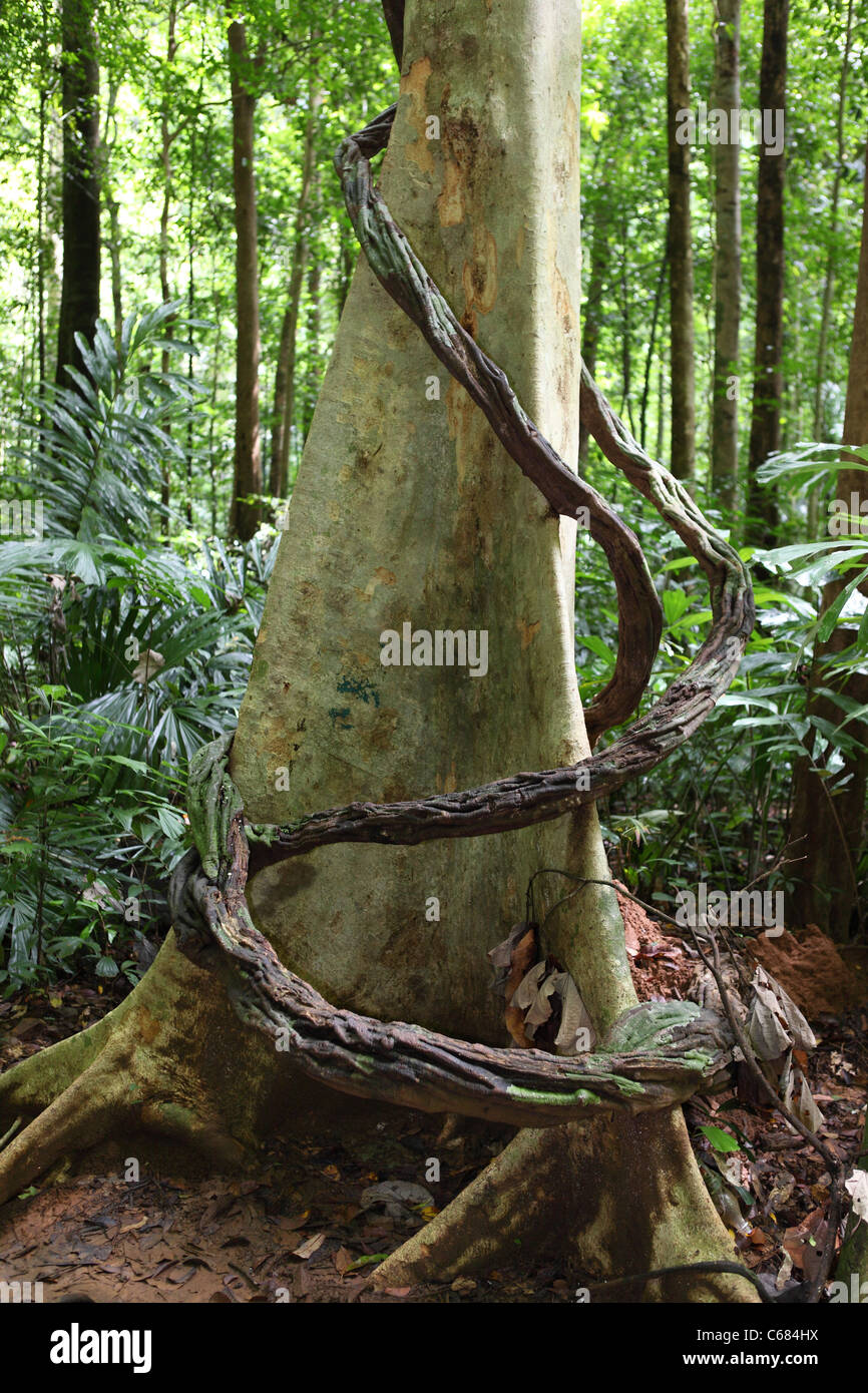 Large vine growing up tree at Wat Tham Seua (Tiger Cave) temple Stock ...