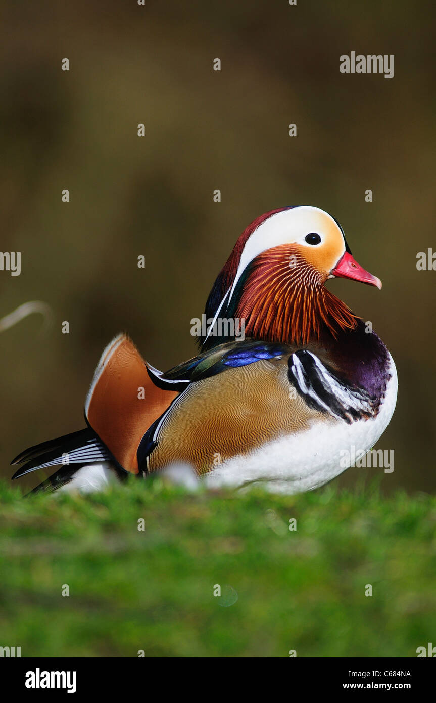 A male mandarin duck in portrait format with his ornate and colourful ...