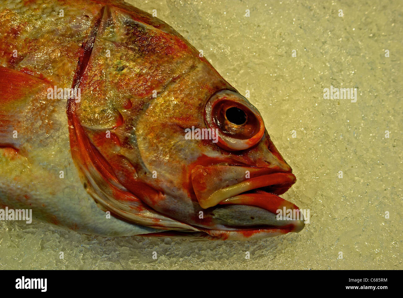 Rockfish seafood hi-res stock photography and images - Alamy