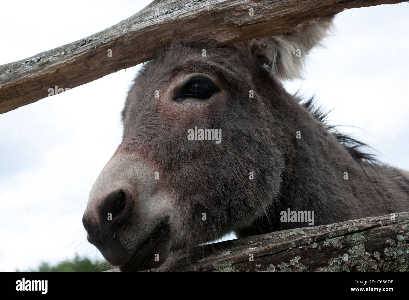 Donkey at farm hi-res stock photography and images - Alamy