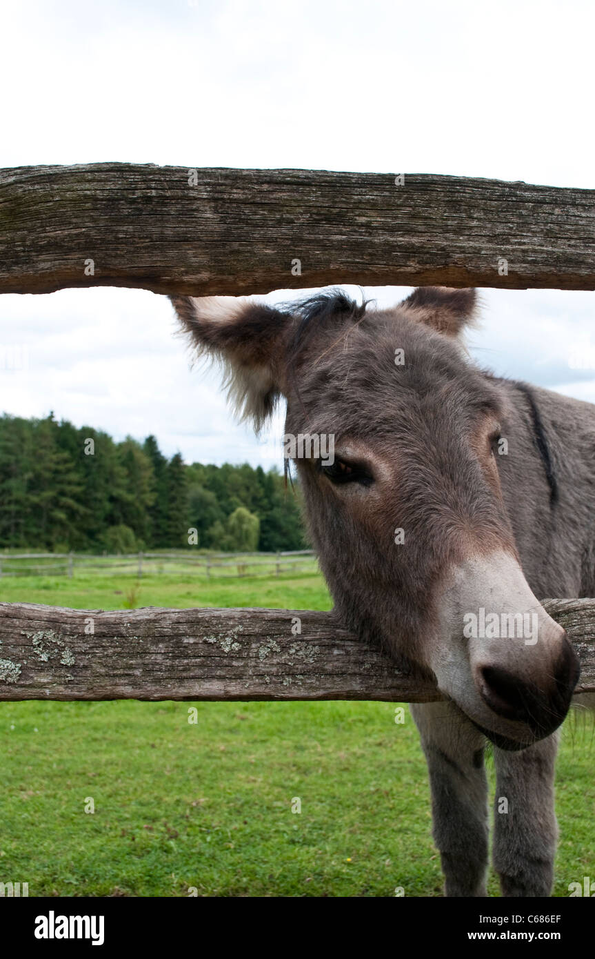 Donkey on a farm, Surrey, England, UK Stock Photo - Alamy