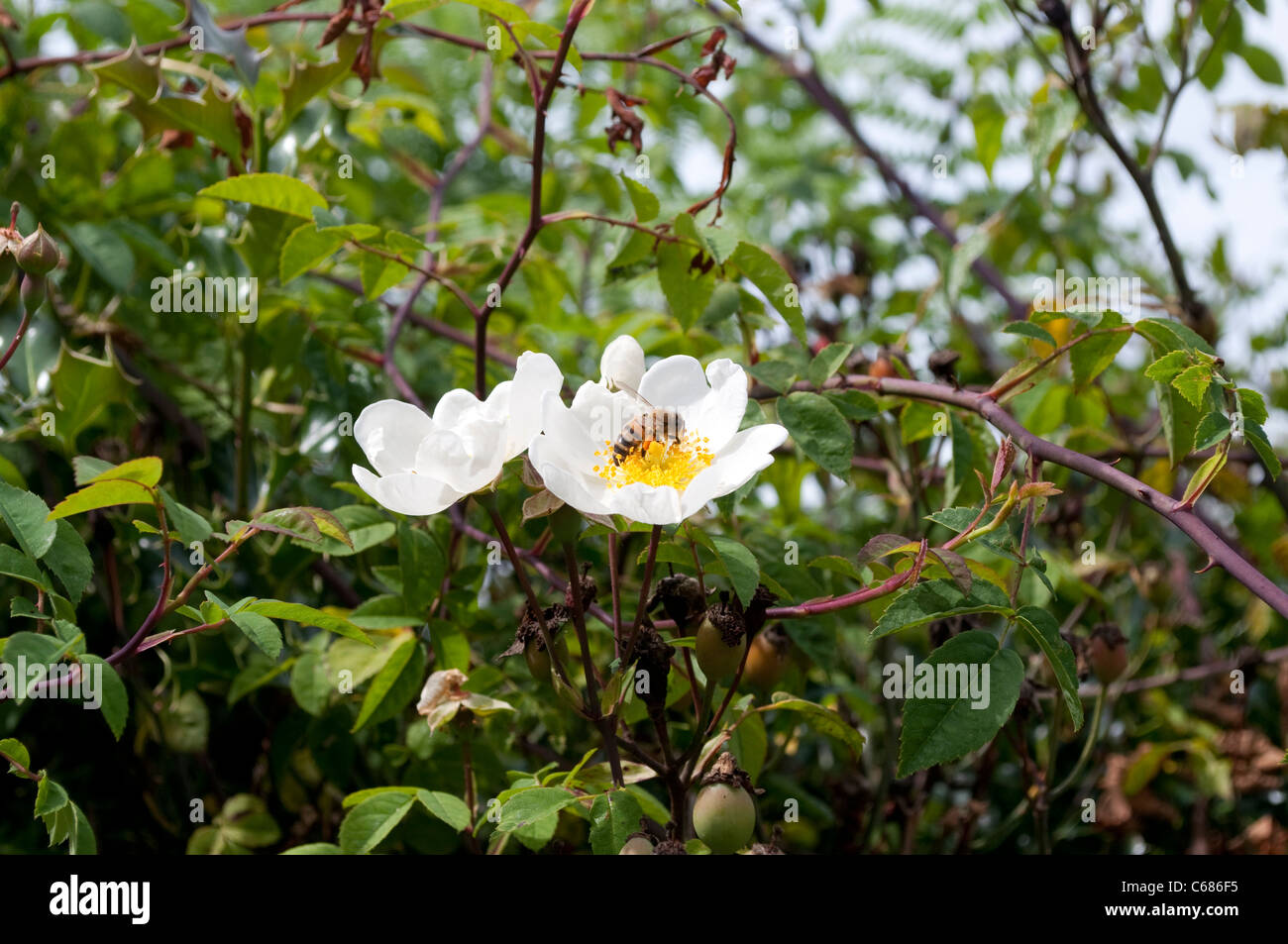 Rose hip uk hi-res stock photography and images - Alamy