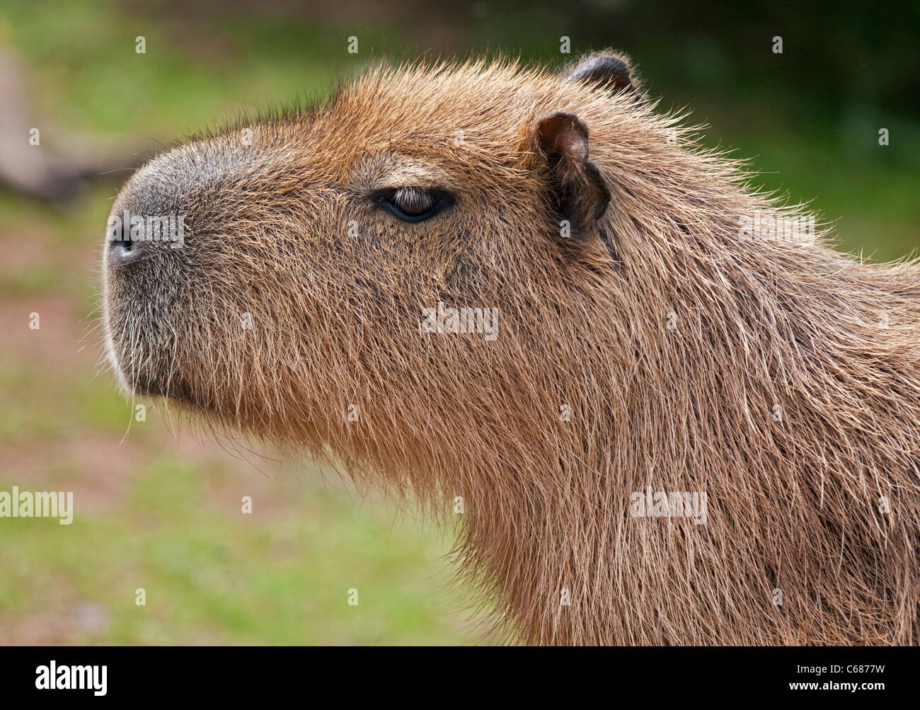 Capybara hydrochoerus hydrochaeris head hi-res stock photography and ...