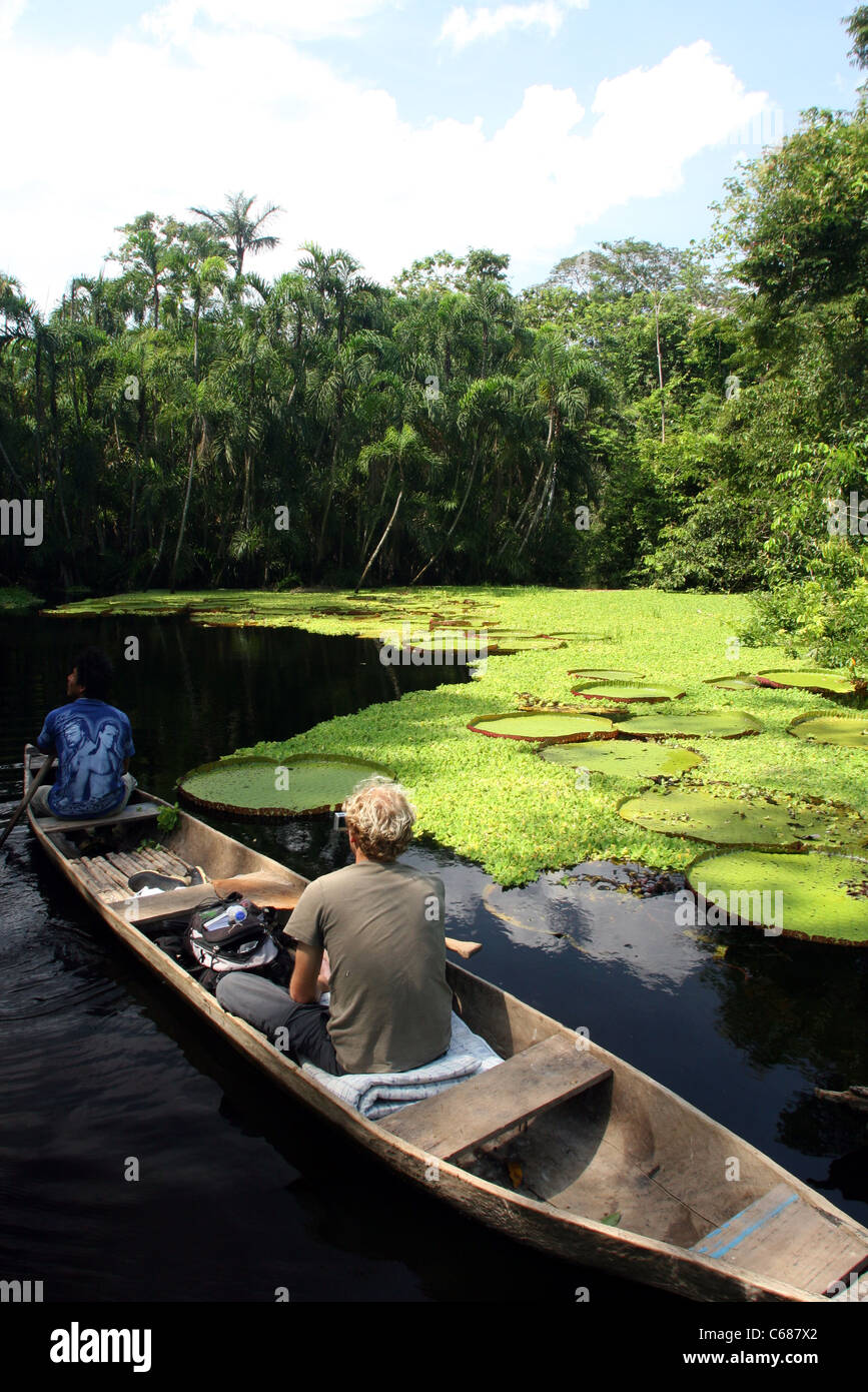 A tourist viewing Victoria Regia plants in the Amazon jungle, Lagunas ...