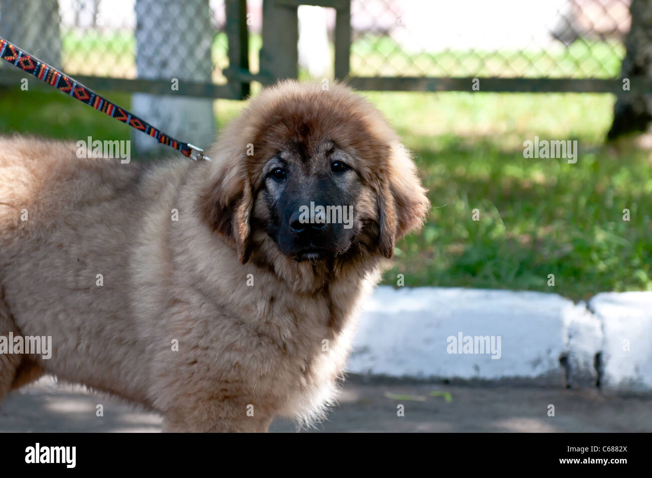 Can A Caucasian Shepherd Dog Live In Azerbaijan