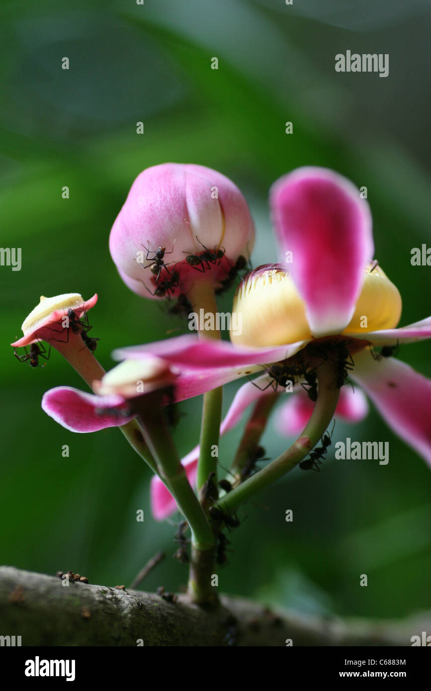 Jungle insects hi-res stock photography and images - Alamy