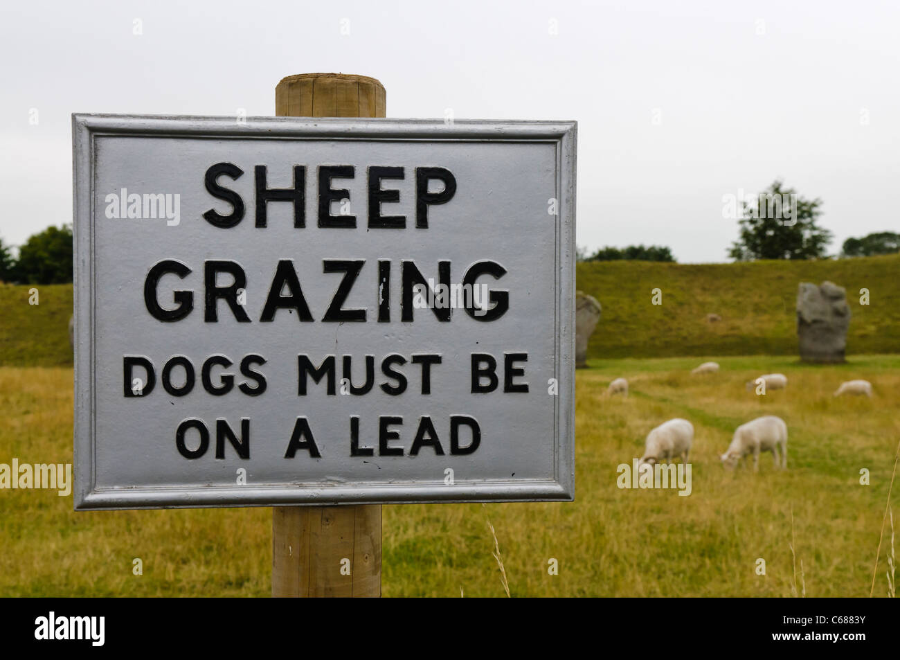 Sign warning public to keep dogs on a lead as sheep are grazing Stock ...