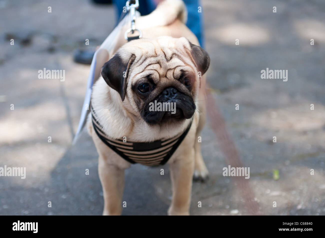 Short muzzled hi-res stock photography and images - Alamy