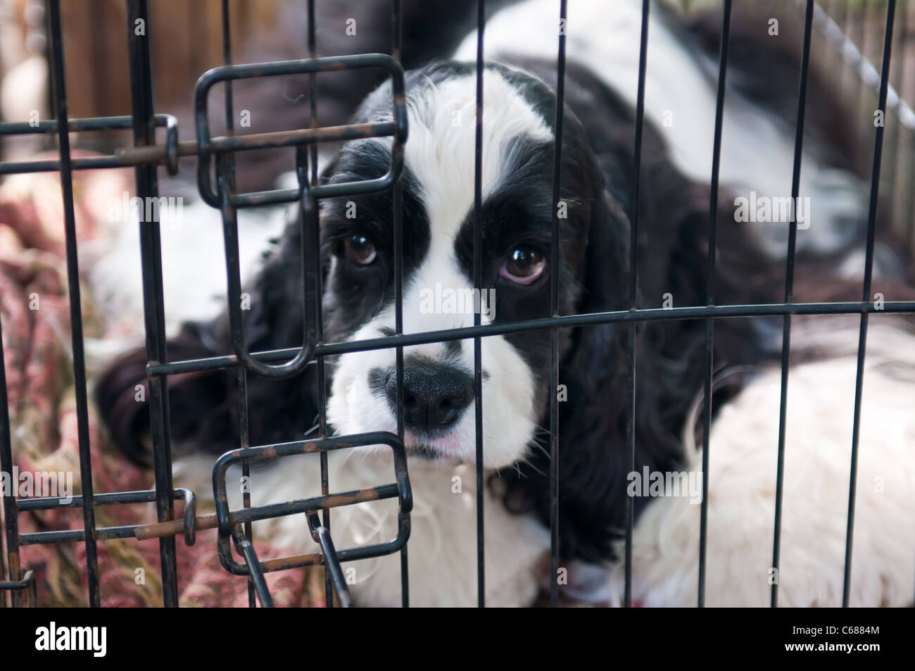 The American Cocker Spaniel is a breed of sporting dog Stock Photo - Alamy