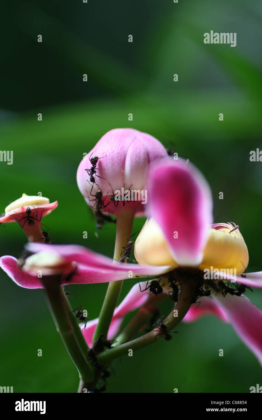 Jungle insects hi-res stock photography and images - Alamy