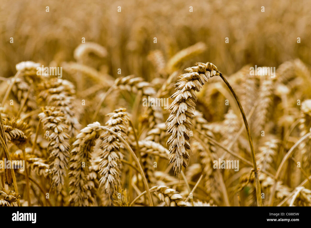 Stalks of wheat hi-res stock photography and images - Alamy