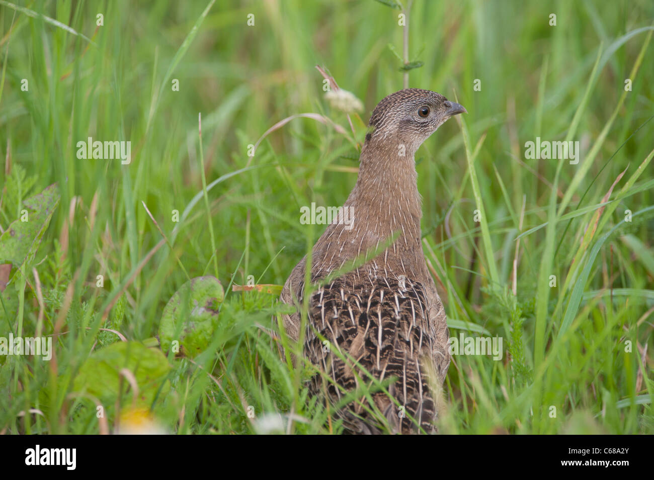 Young pheasant hi-res stock photography and images - Alamy