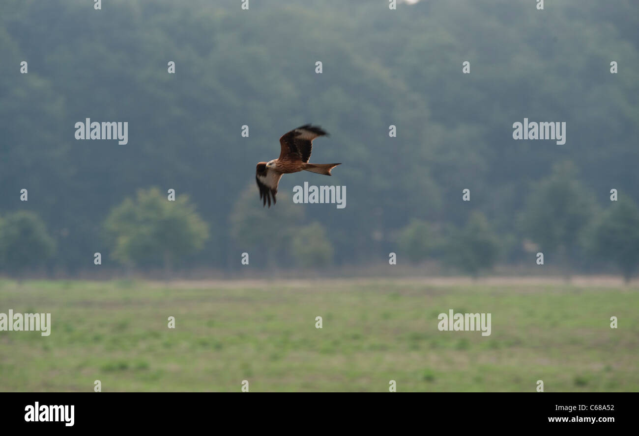 Red Kite ( Milvus milvus) hunting ower a field Stock Photo - Alamy