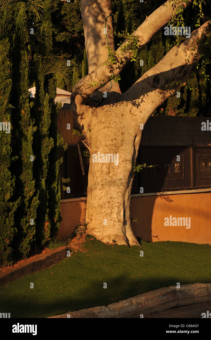 Thick trunk hi-res stock photography and images - Alamy