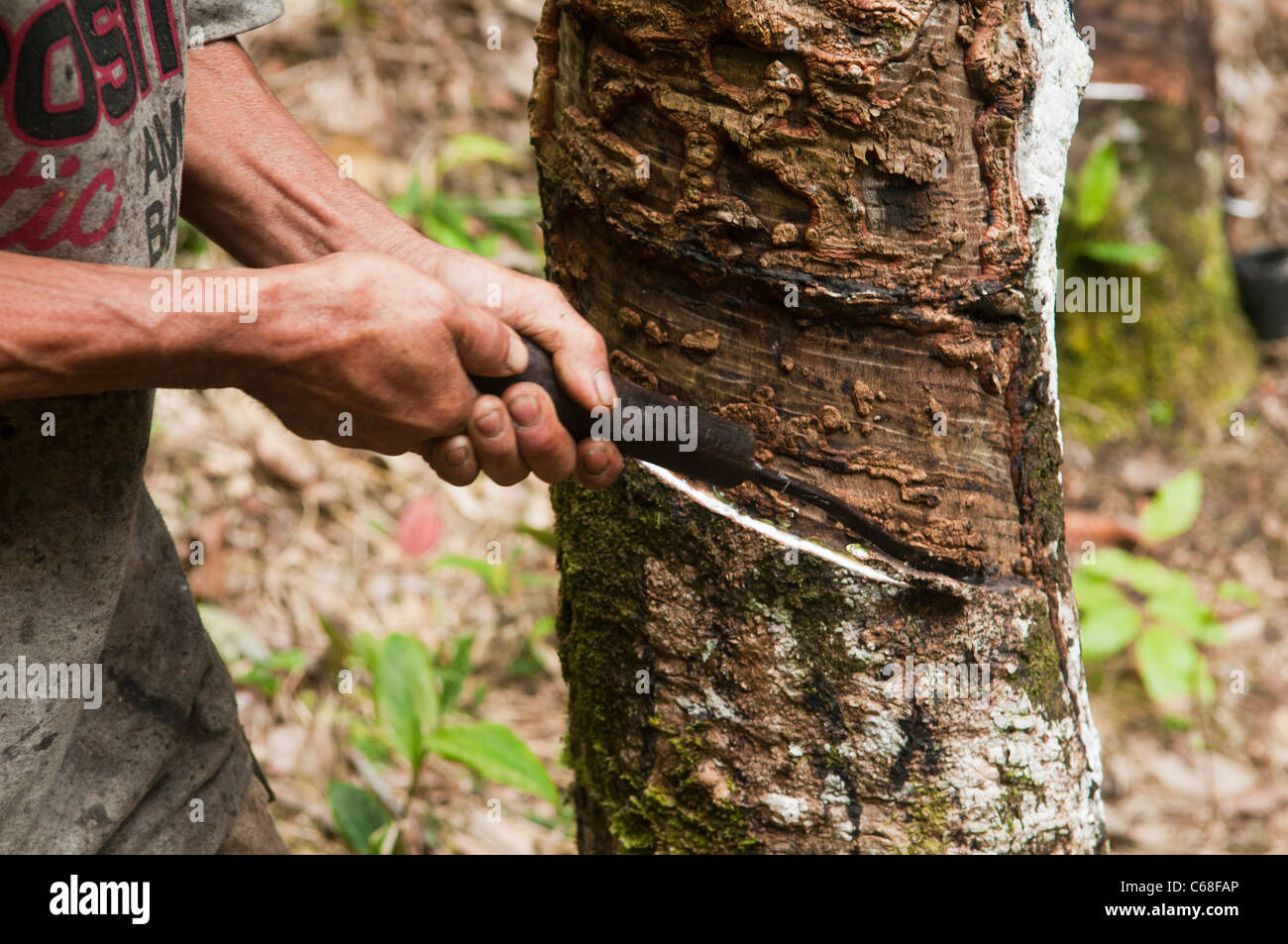 Malaysian rubber hi-res stock photography and images - Alamy