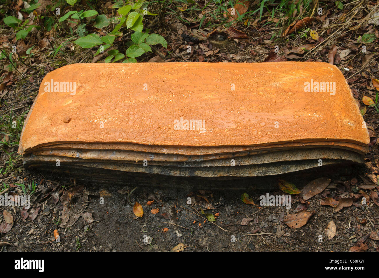 freshly tapped rubber laid to dry in the jungle in Sarawak, Borneo ...