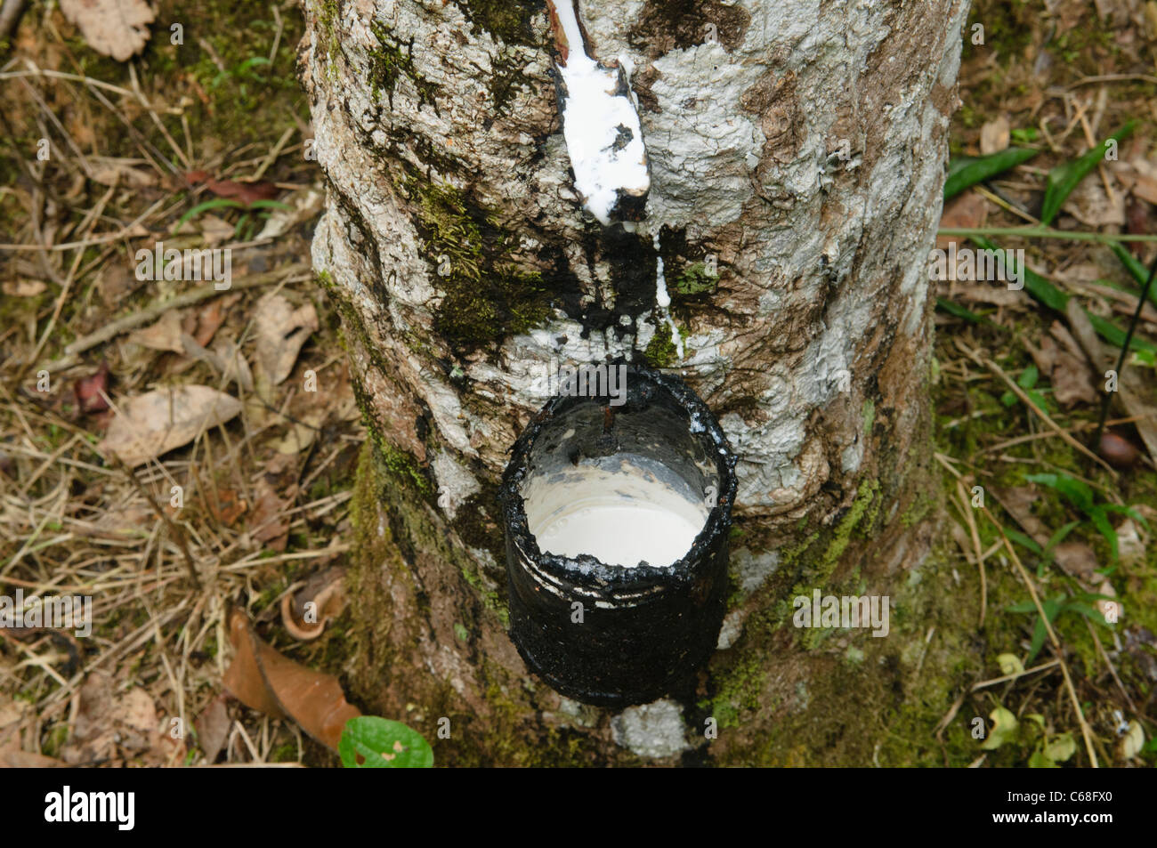 freshly tapped rubber in the jungle in Sarawak, Borneo, Malaysia Stock ...