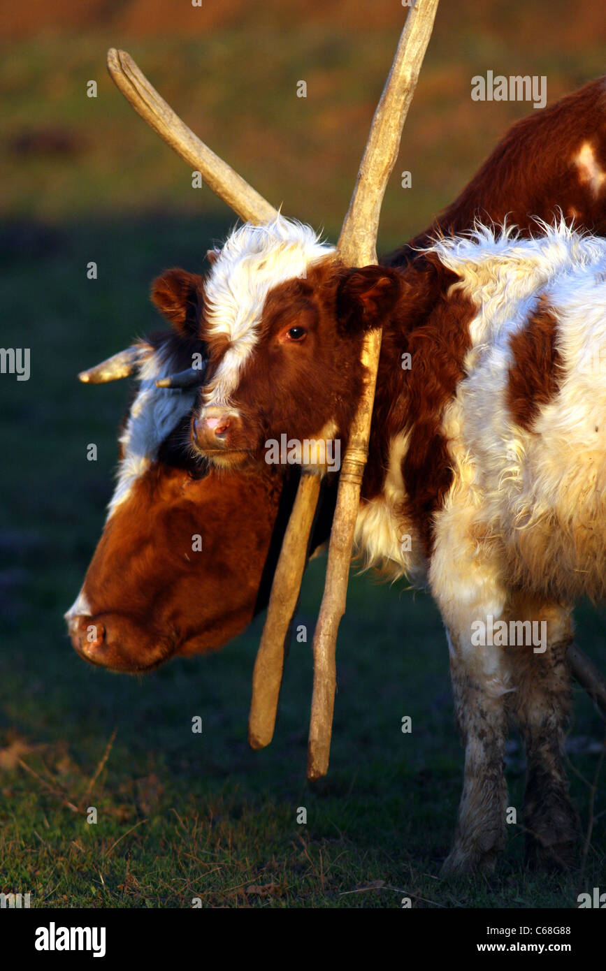 Young Hereford calf with stick on its neck to prevent it from escaping ...