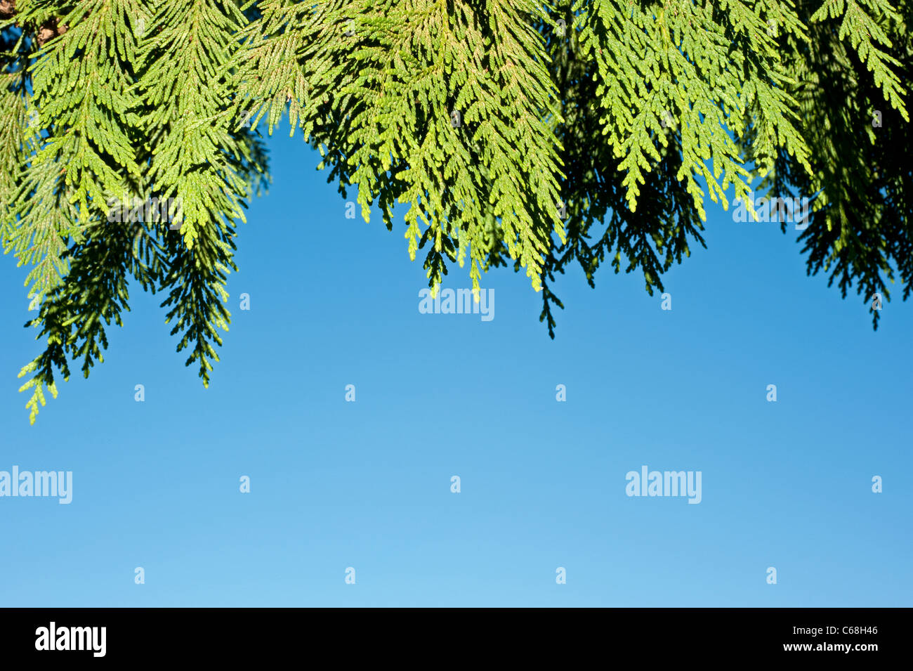 A branch of Western Red Cedar Stock Photo - Alamy