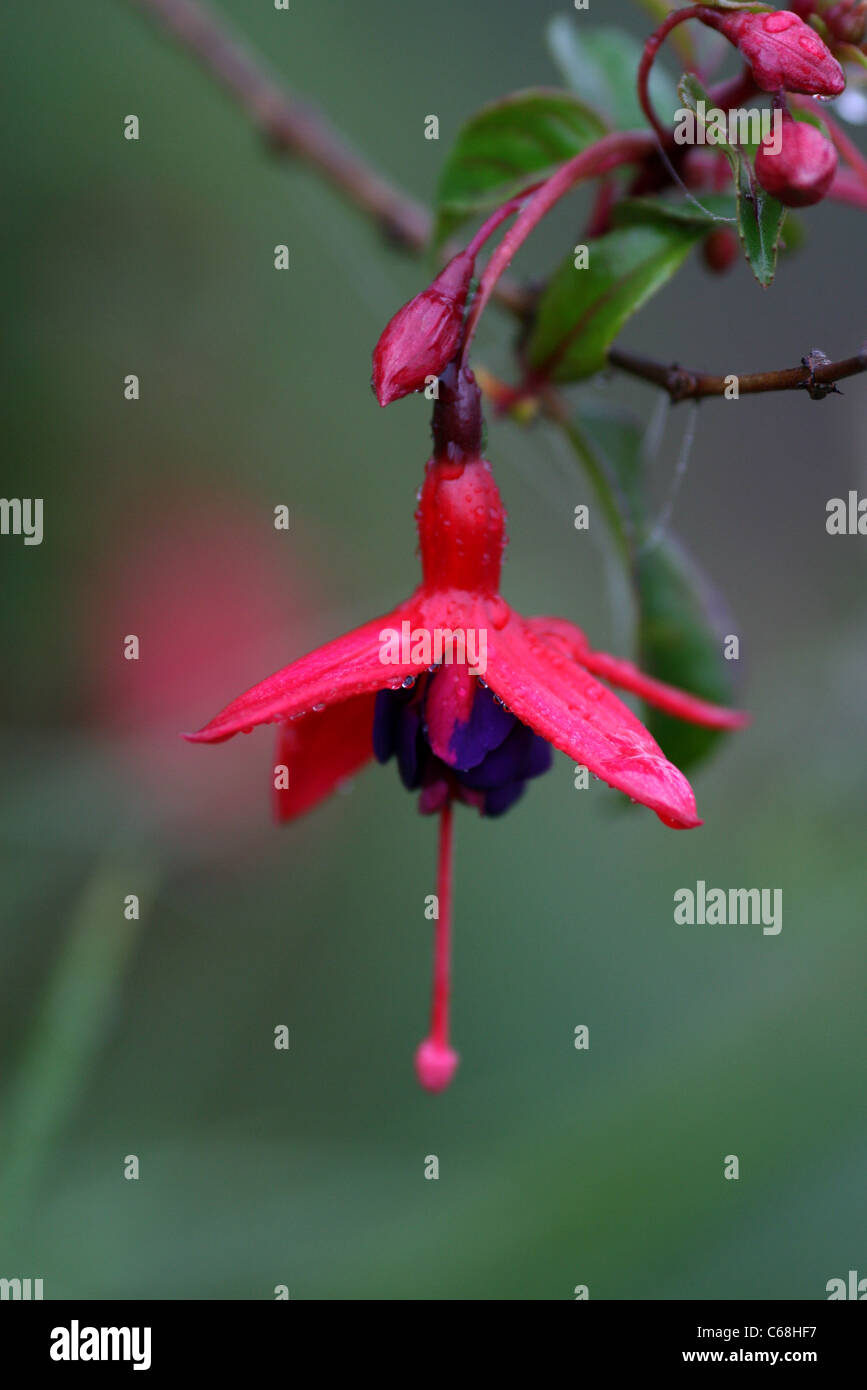 Fuchsia plant in bloom hi-res stock photography and images - Alamy