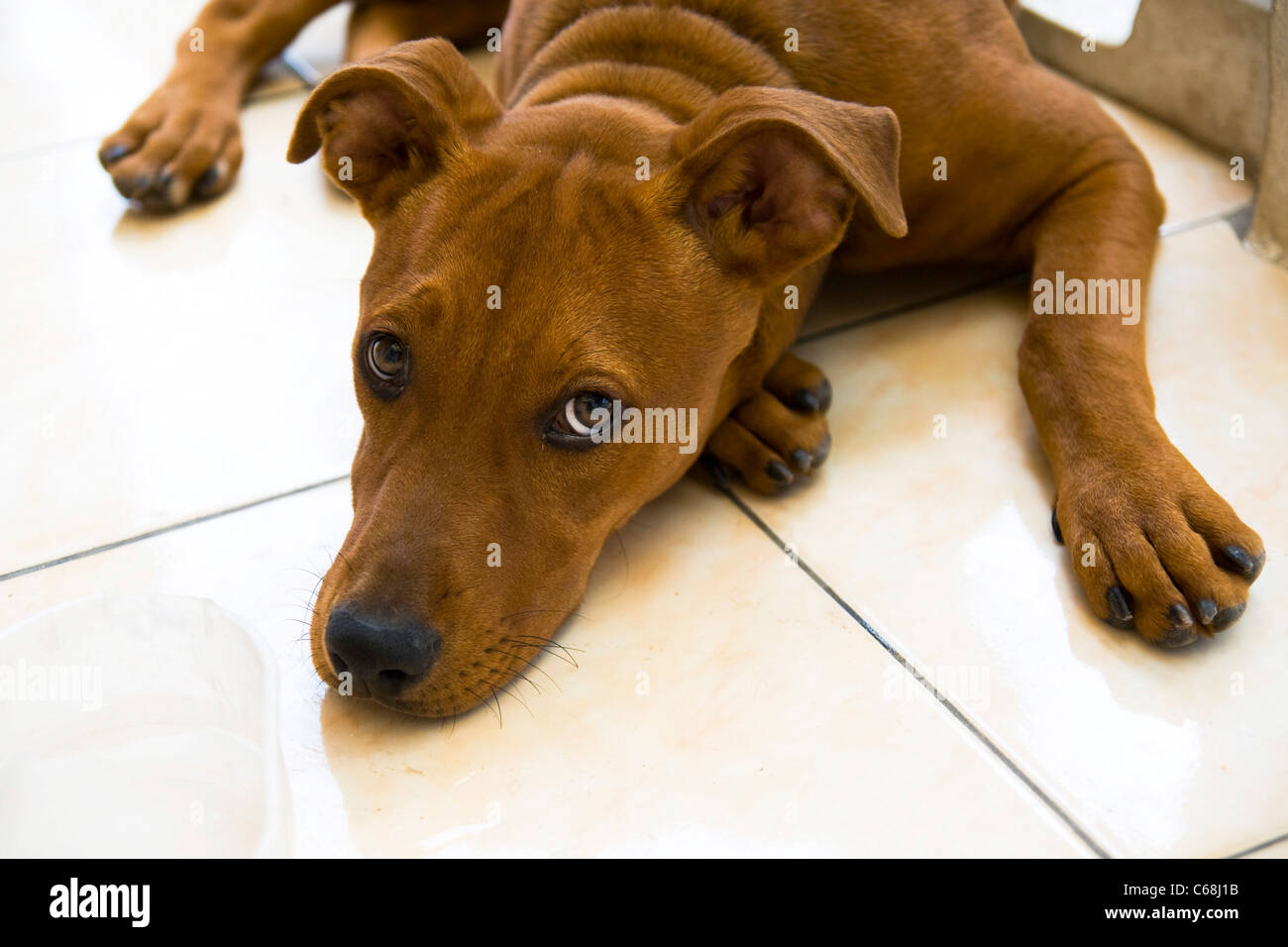 Groovy dog hi-res stock photography and images - Alamy