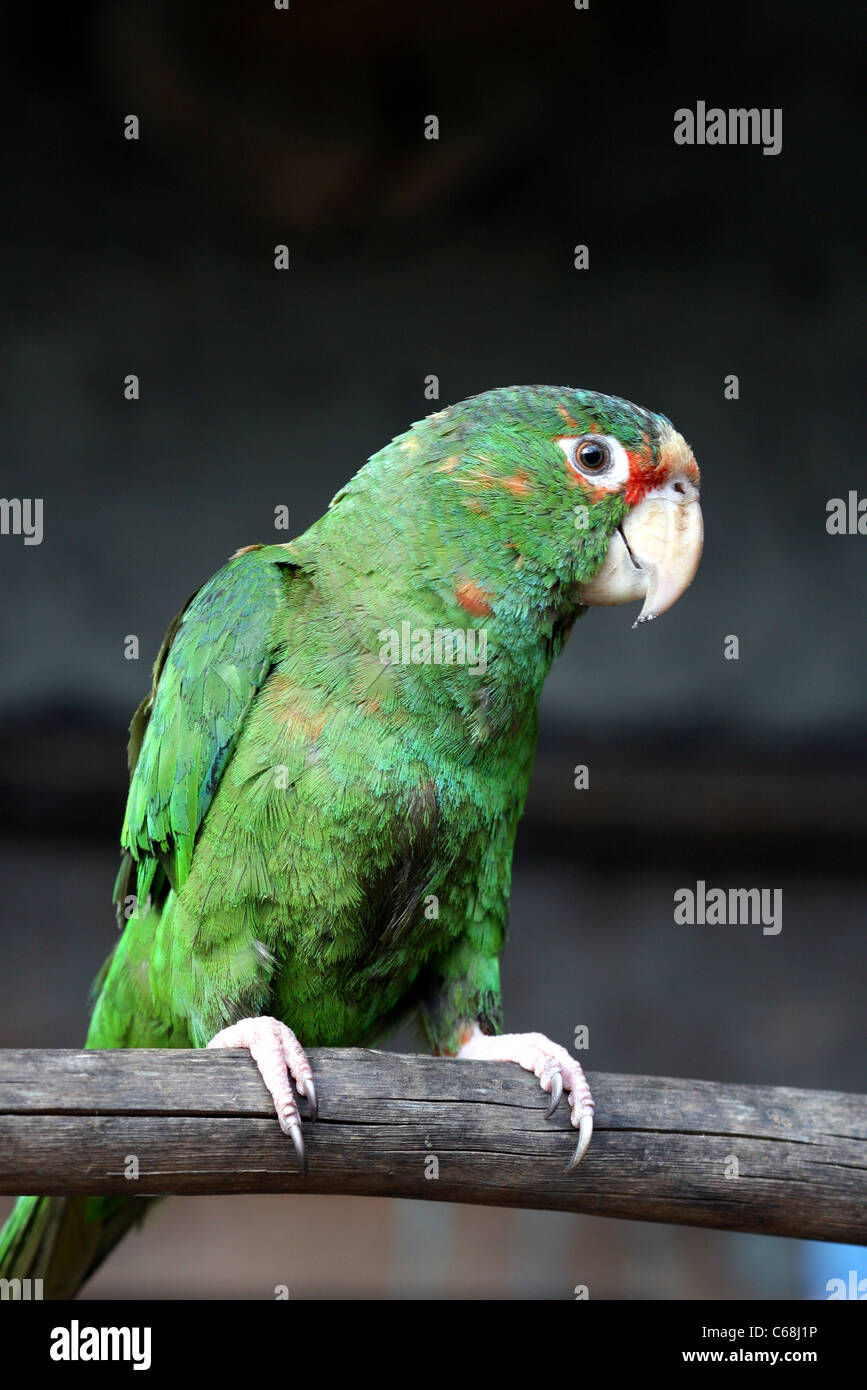 Mitred parakeet aratinga mitrata hi-res stock photography and images ...