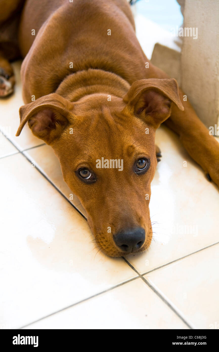 Groovy dog hi-res stock photography and images - Alamy