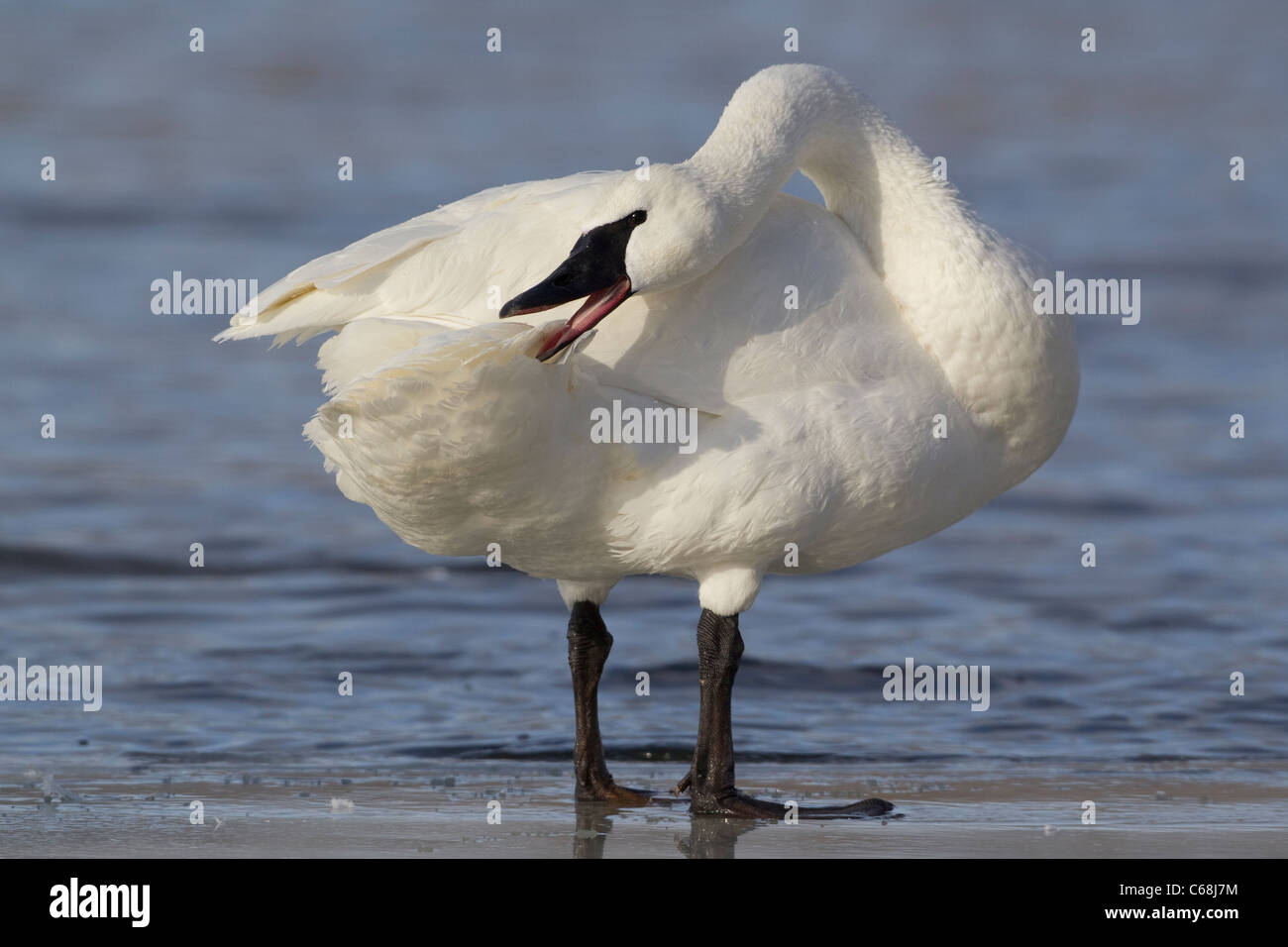 Trumpeter Swan (Cygnus buccinator Stock Photo - Alamy