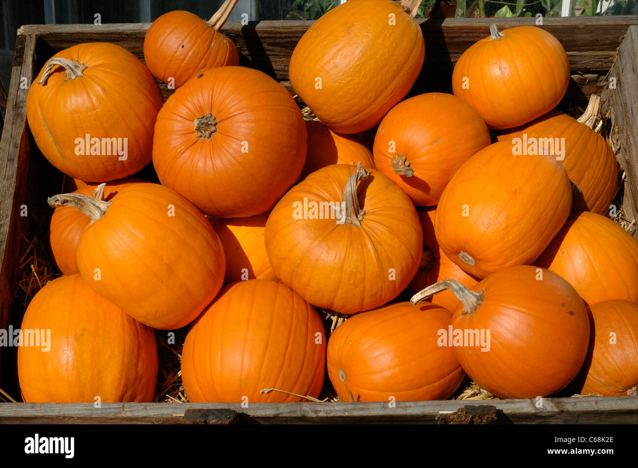 Pumpkins, England, UK Stock Photo - Alamy