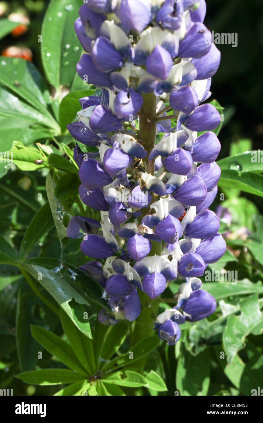 Lupin with lupin aphids Stock Photo - Alamy