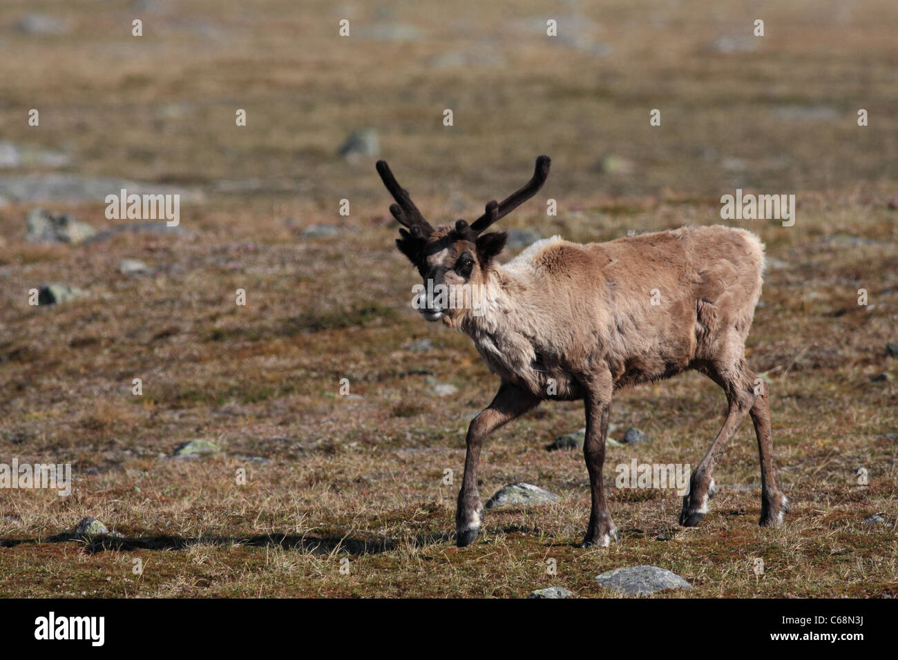 Reindeer in arctic tundra Stock Photo - Alamy