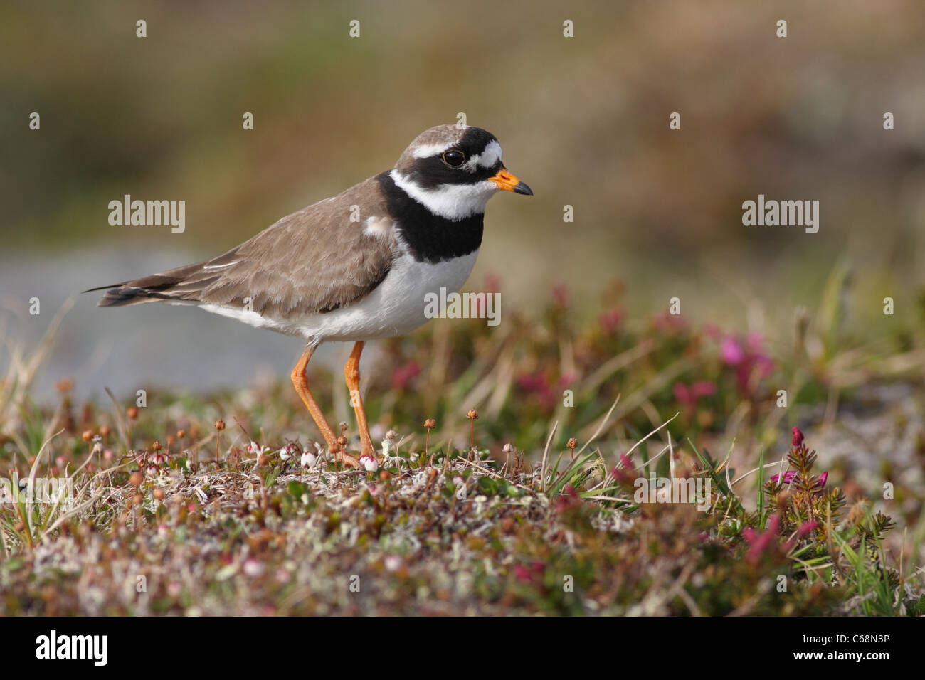 Breeding male plover hi-res stock photography and images - Alamy