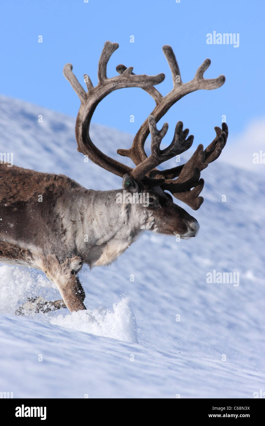 Reindeer portrait hi-res stock photography and images - Alamy