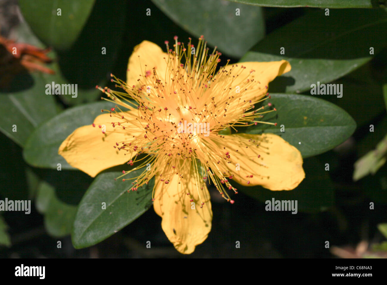 Hypericum Rose of Sharon Stock Photo - Alamy