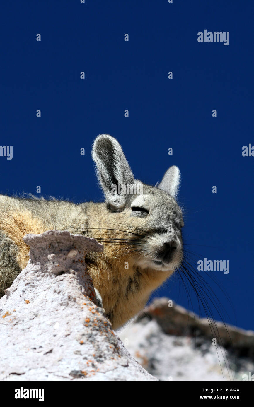 Vizcacha (Lagidium Viscacia) basking in the sun. Lauca National Park ...
